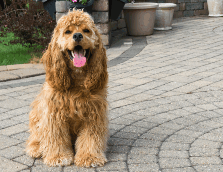 Protecting Paws from Hot Pavement and Other Heat Conducting Surfaces ...