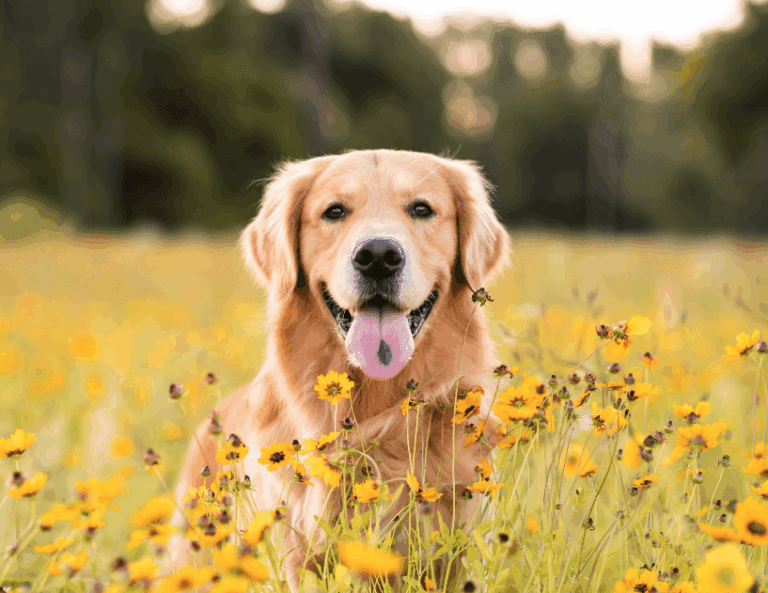 Flea and Tick Season is Here How to Keep Your Dog Protected - Zoomin ...